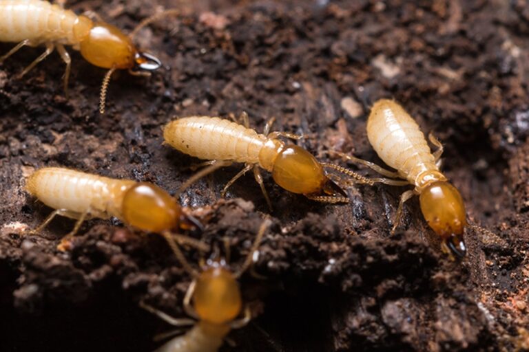 Home - TERMITE BUG CONTROL CO., LTD.